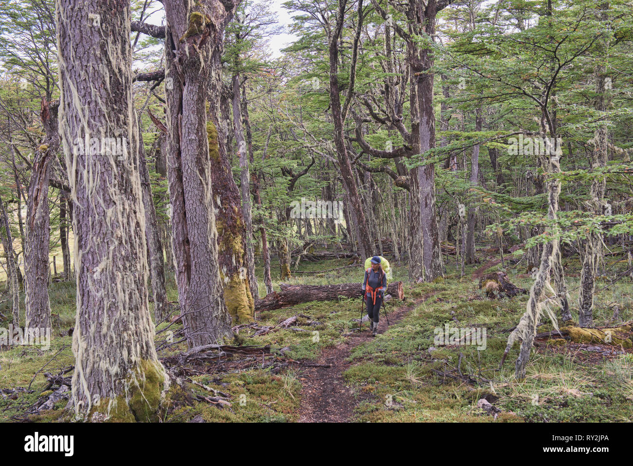 Nothofagus forests hi-res stock photography and images - Alamy