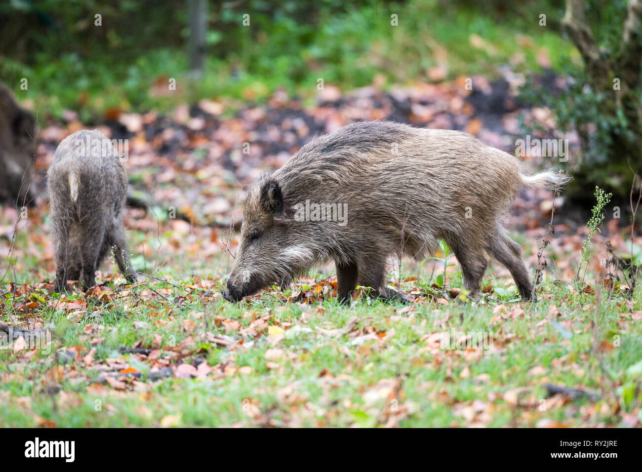 Wildschwein fell hi-res stock photography and images - Alamy