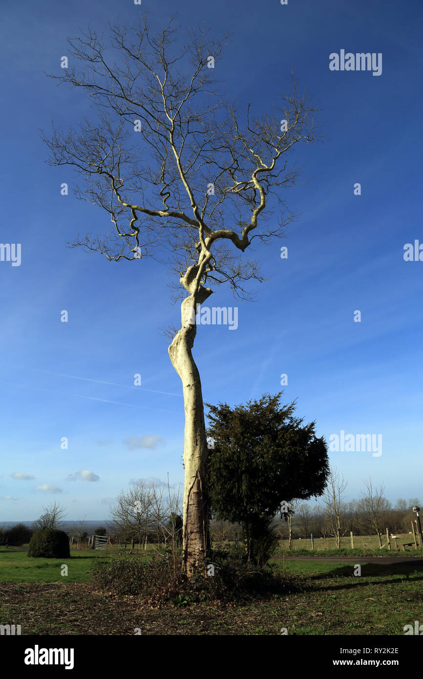 Dead tree in spring on the outskirts of village - Egerton, Kent ...