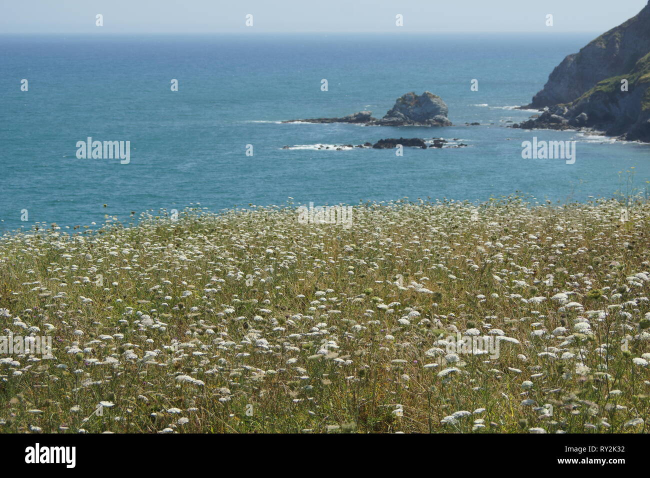 Peacefull flowers hi-res stock photography and images - Alamy