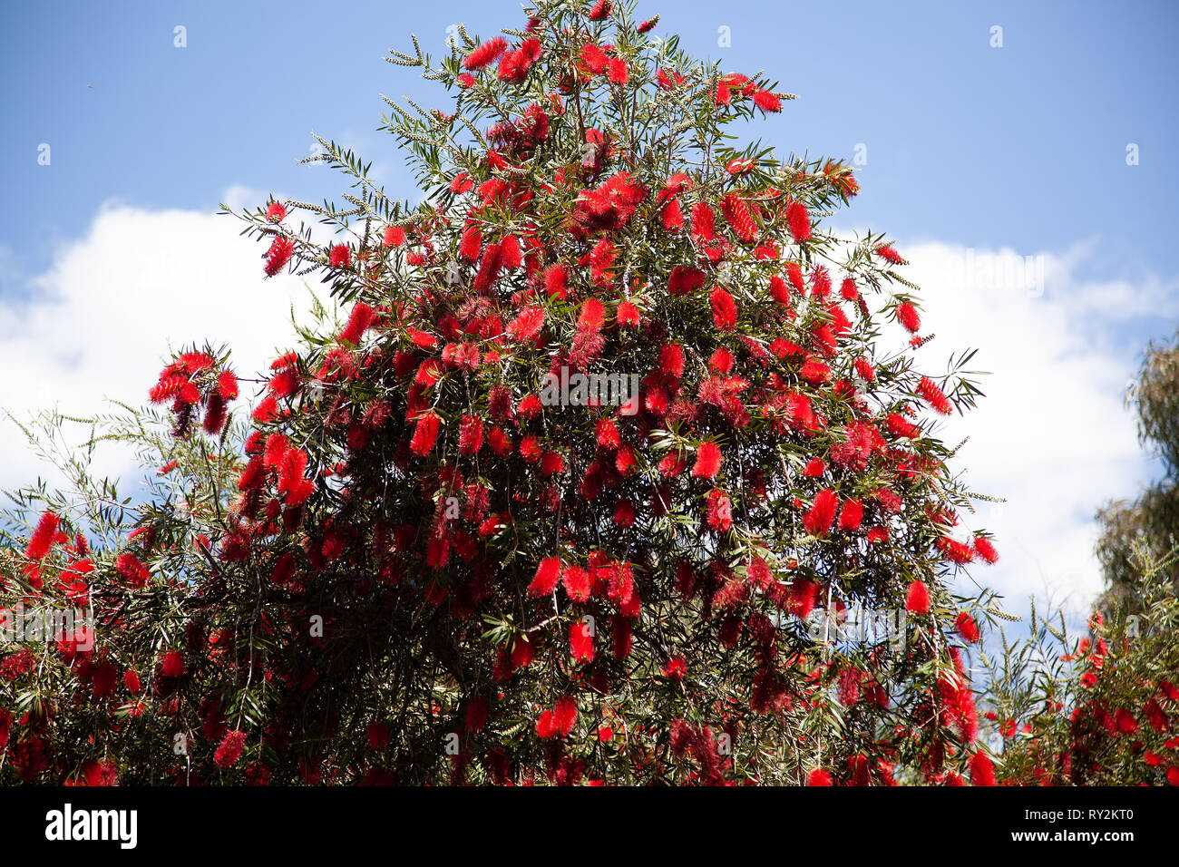 Australian native flowering tree hi-res stock photography and images ...