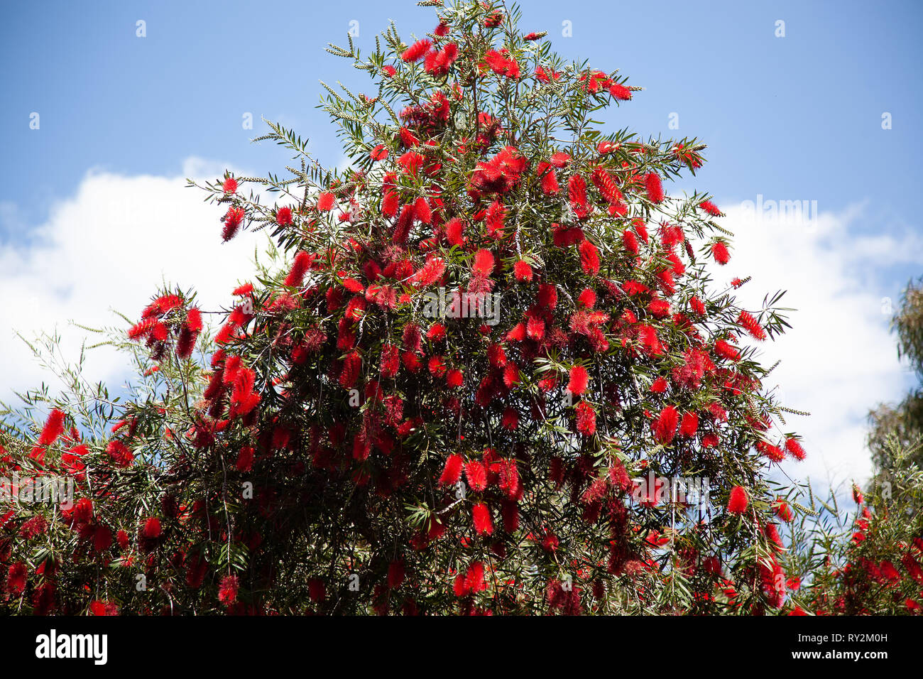 Bottle Brush Tree High Resolution Stock Photography and Images - Alamy