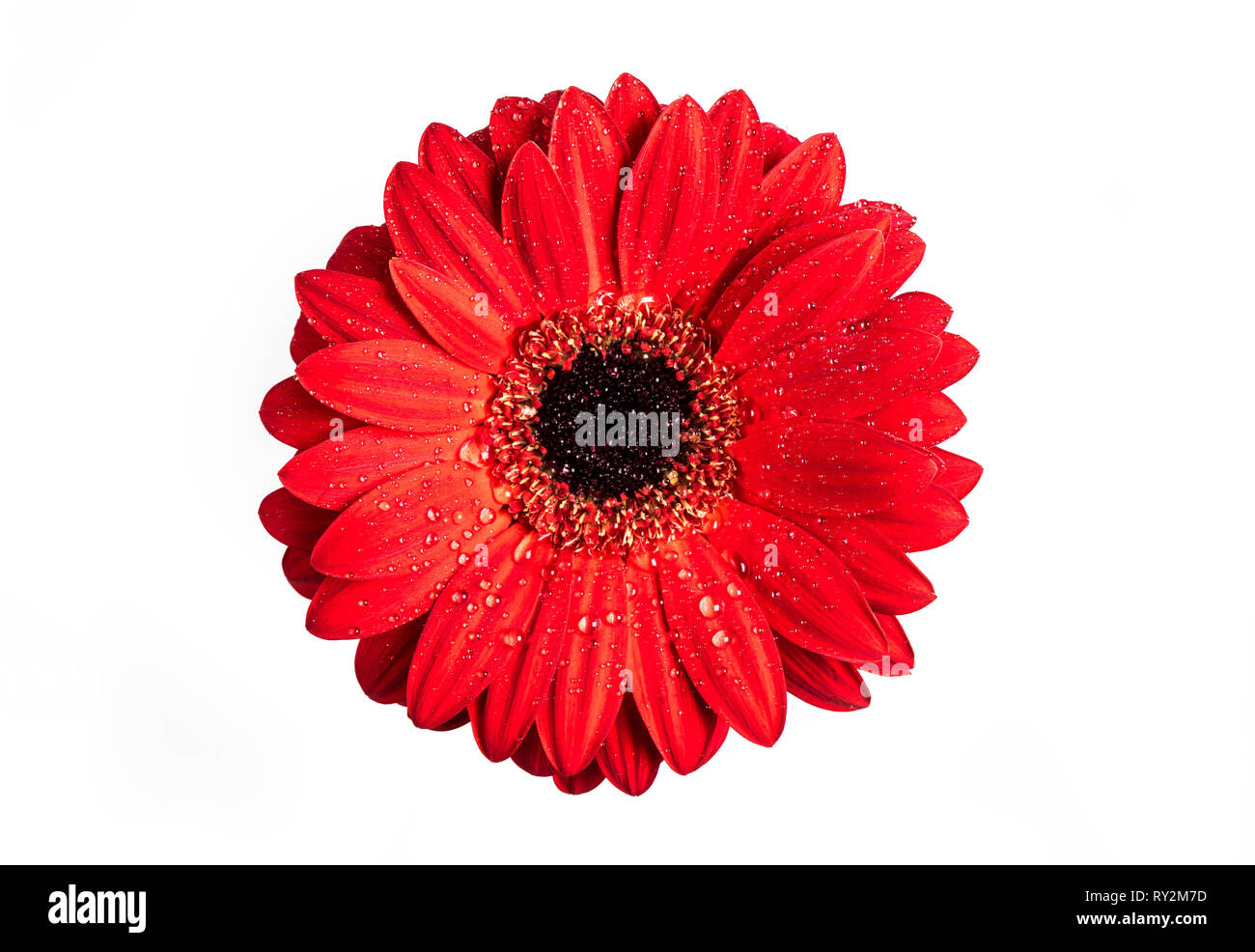 Gerber flower hi-res stock photography and images - Alamy