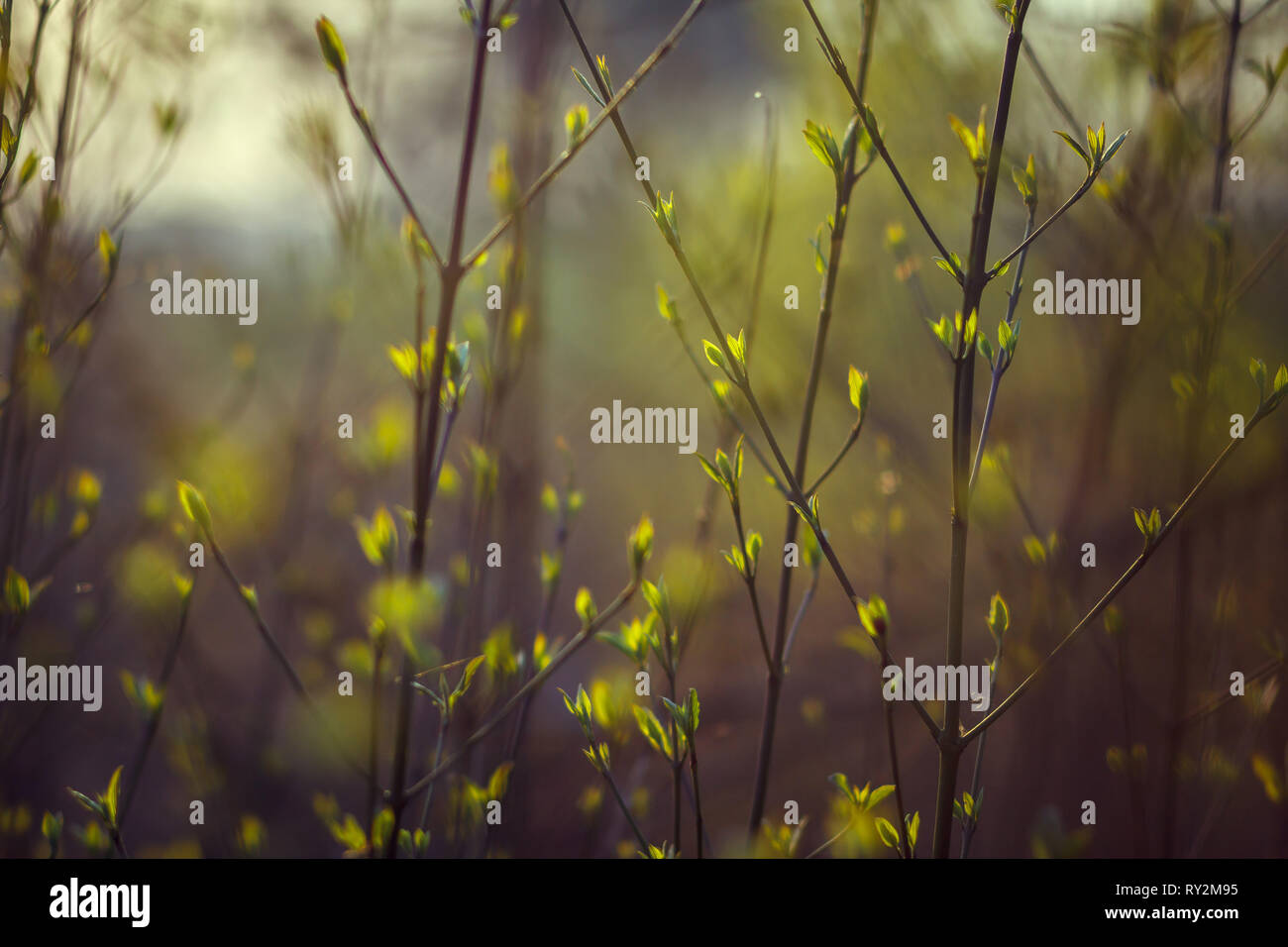 trees are blooming in the spring. branches of a tree with small green ...