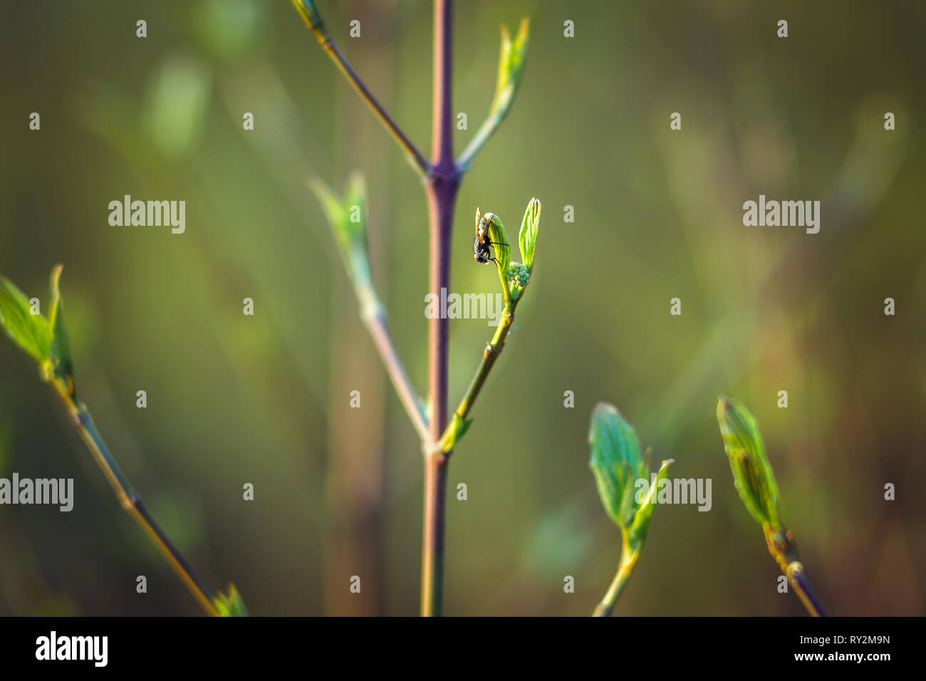 trees are blooming in the spring. branches of a tree with small green ...