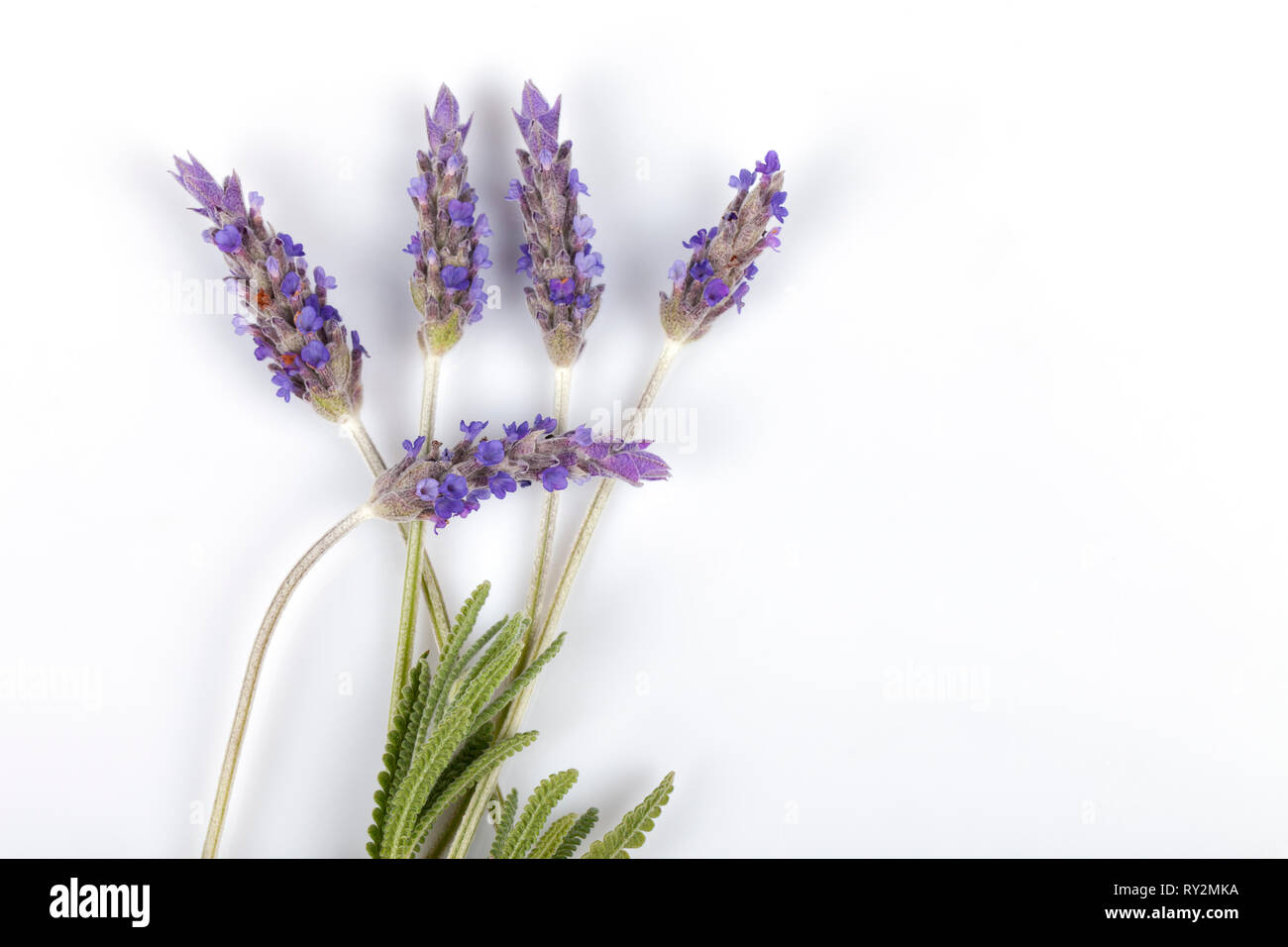 Lavender flowers isolated on white Stock Photo - Alamy