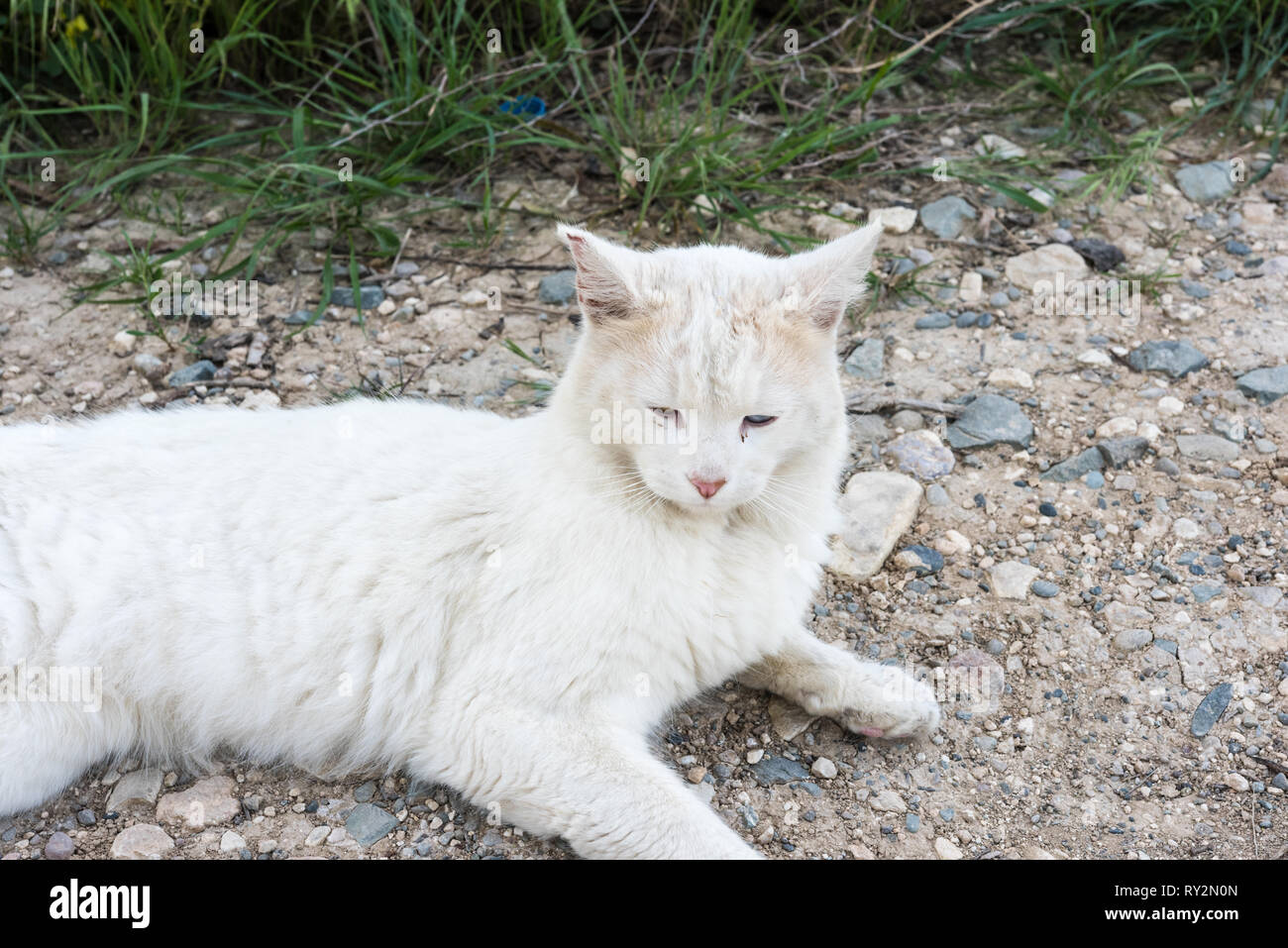 Stray wild cat with heterochromia - Blue and Brown eyes - Cyprus Stock ...