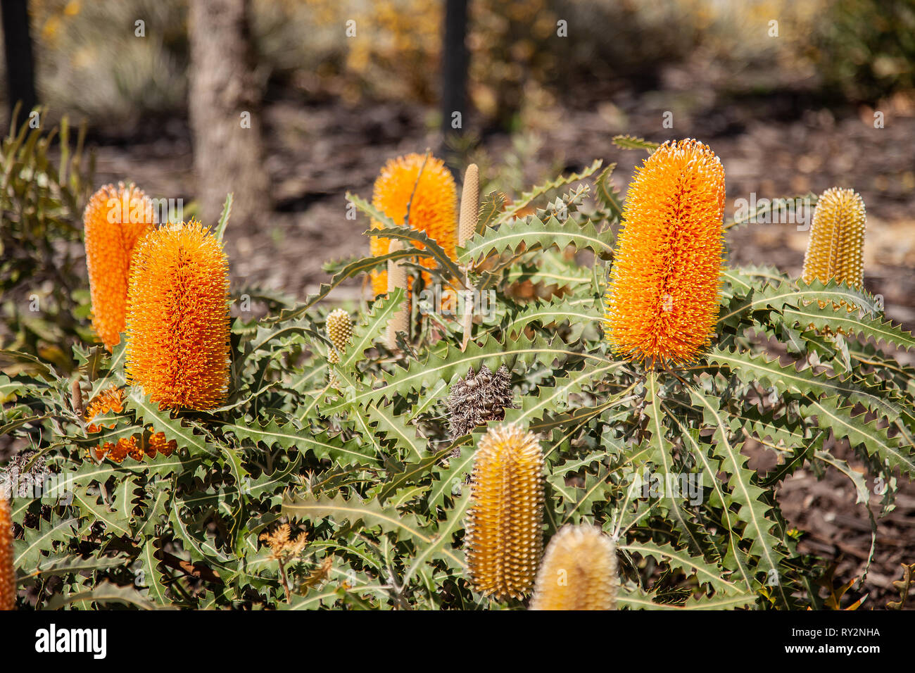 Banksia Leaves High Resolution Stock Photography and Images - Alamy