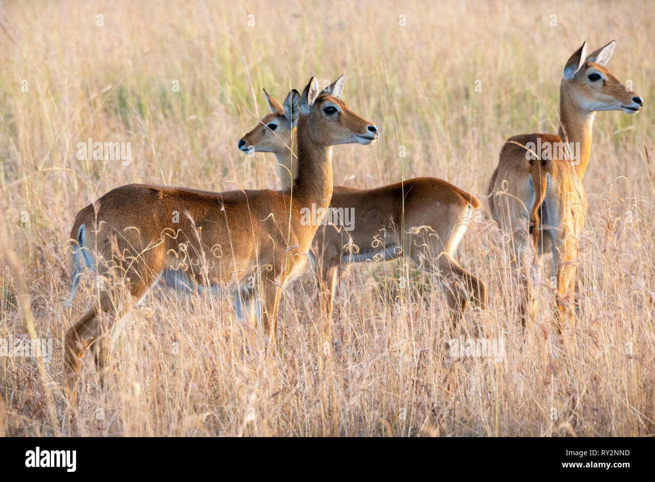 Female Ugandan Kob (Kobus kob thomasi) in Murchison Falls National Park ...