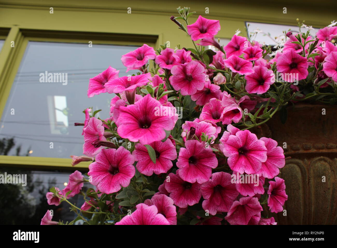 Pink flowers in front of a window Stock Photo - Alamy