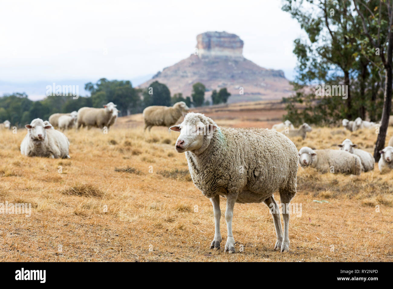Sheep resting and waiting Stock Photo - Alamy