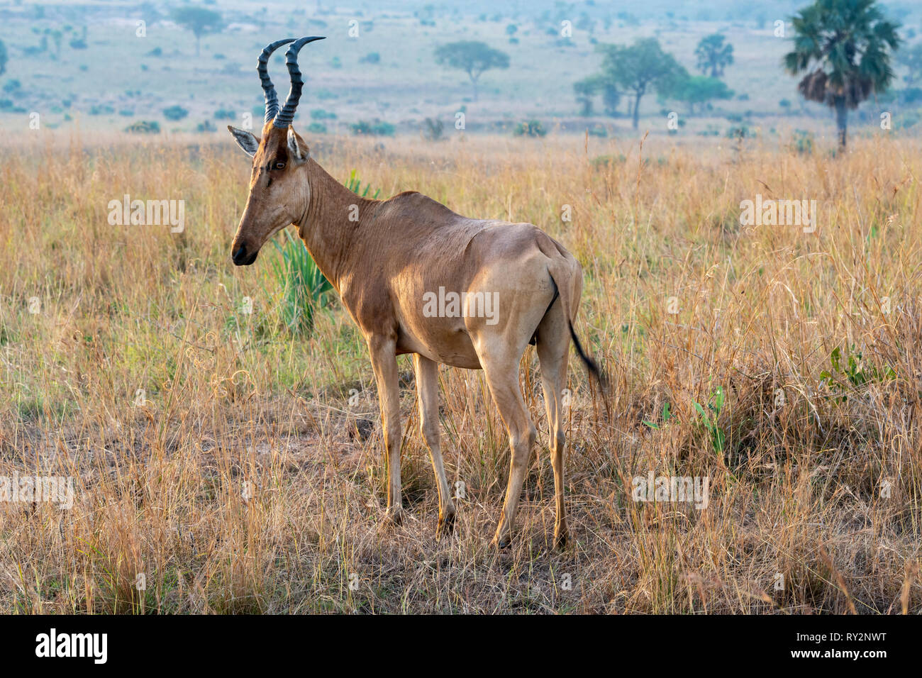 Female Jackson’s hartebeest (Alcelaphus buselaphus jacksoni) in ...