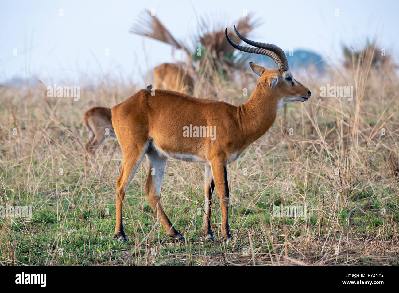 Male Ugandan Kob (Kobus kob thomasi) in Murchison Falls National Park ...