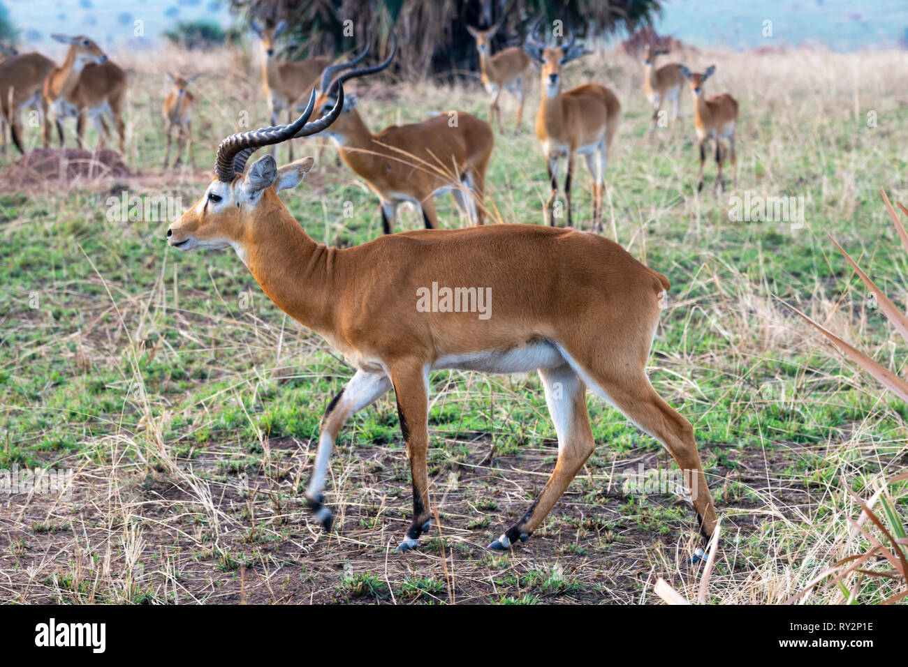 Ugandan kob kobus kob hi-res stock photography and images - Alamy