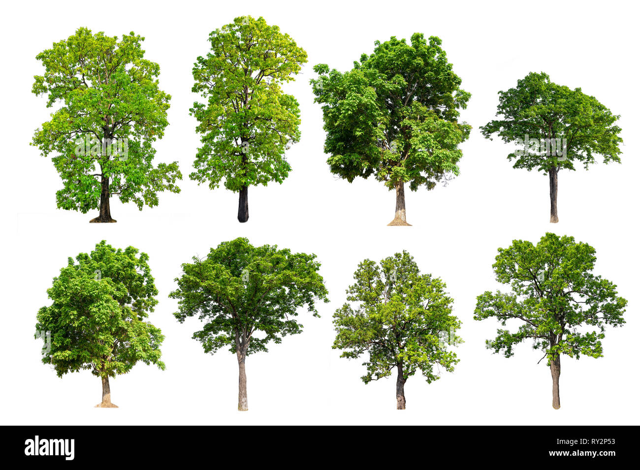 collection hight quality big green tree isolated on white background ...