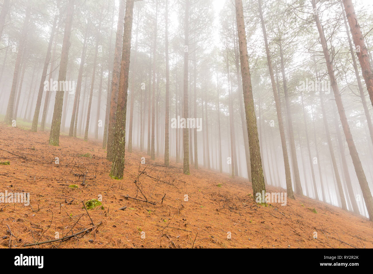 Pine trees in the mist hi-res stock photography and images - Alamy