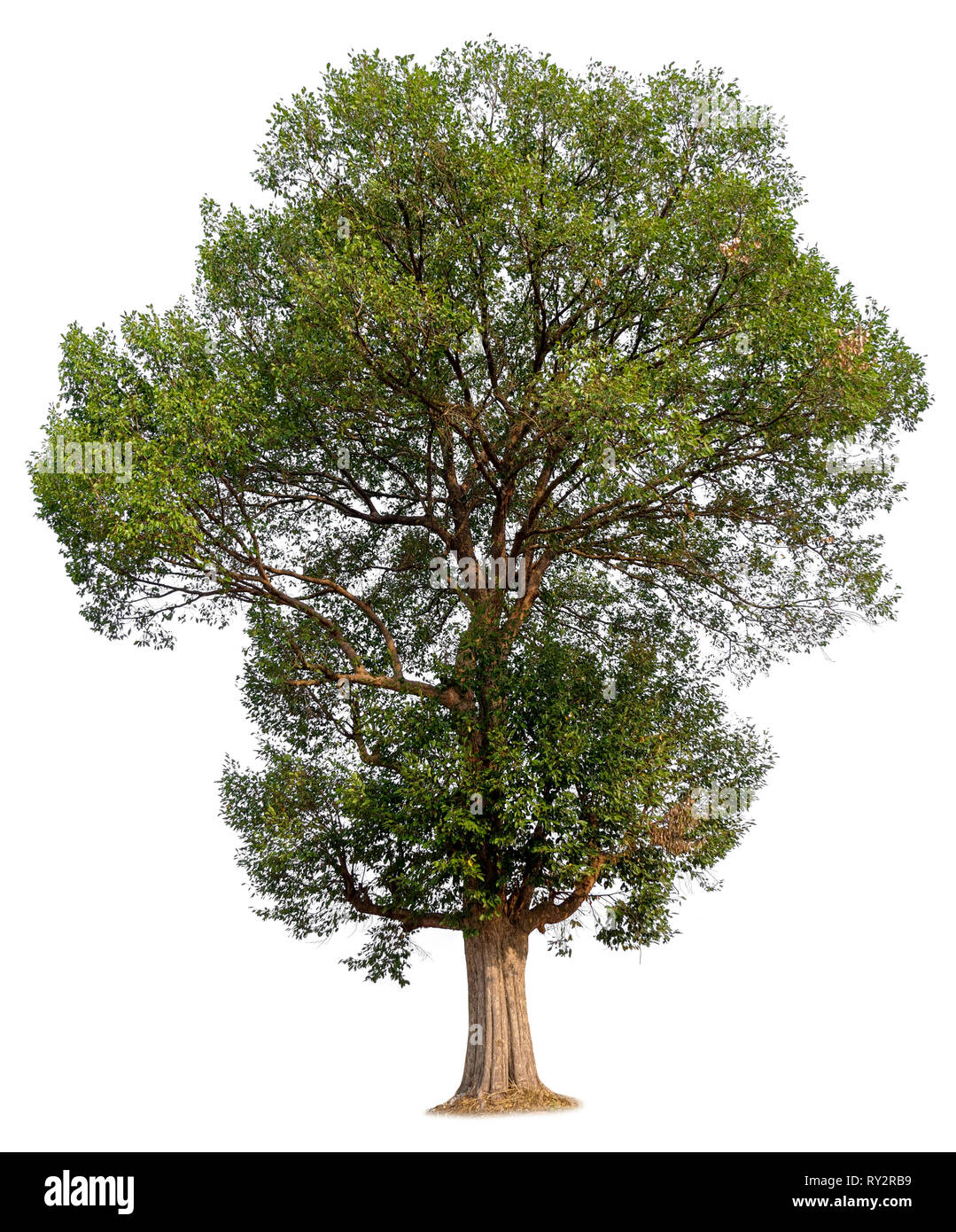 isolated beautiful green tree on white background, hight qaulity tree ...