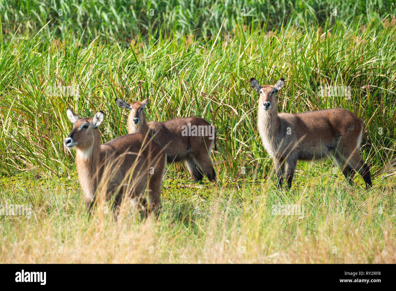 Female water buck hi-res stock photography and images - Alamy