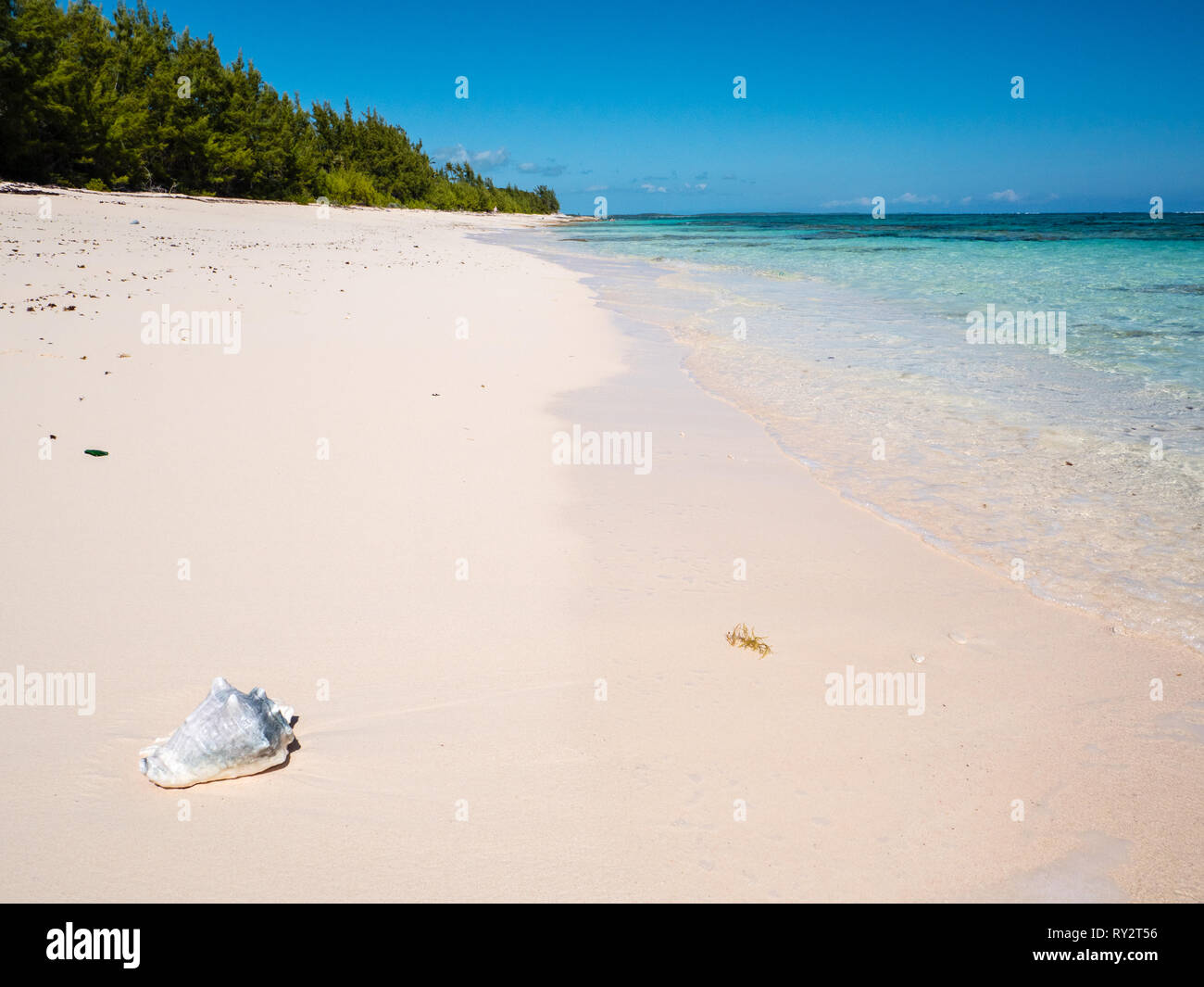 Conch Shell, White Road Beach, Remote Tropical Beach, Rock Sound ...
