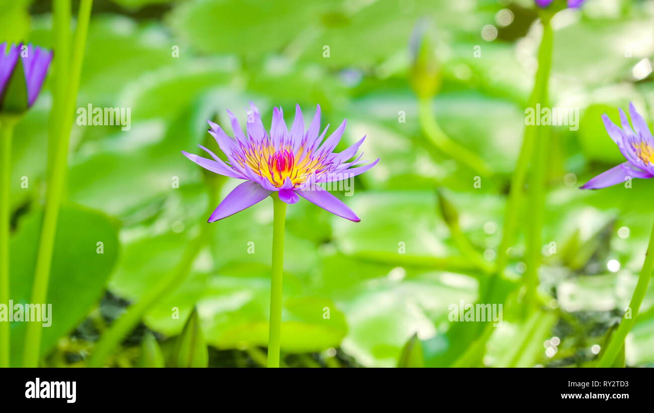 The purple flower of the Nymphaea caerulea plant. Nymphaea caerulea ...