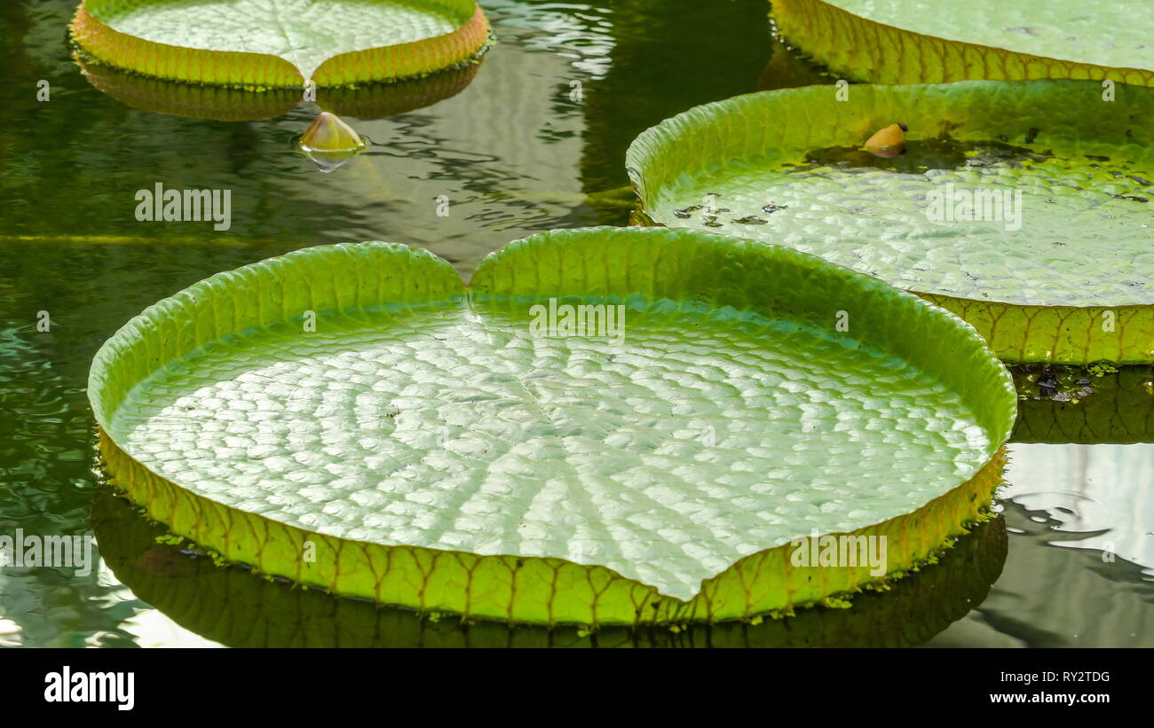 The green Victoria cruziana lily pads in the water. A distinctive ...