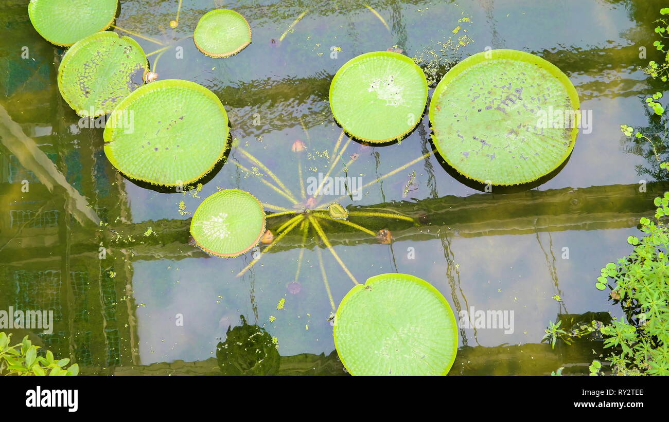 Long green stalks of the Santa cruz water lilies on a pond inside the ...