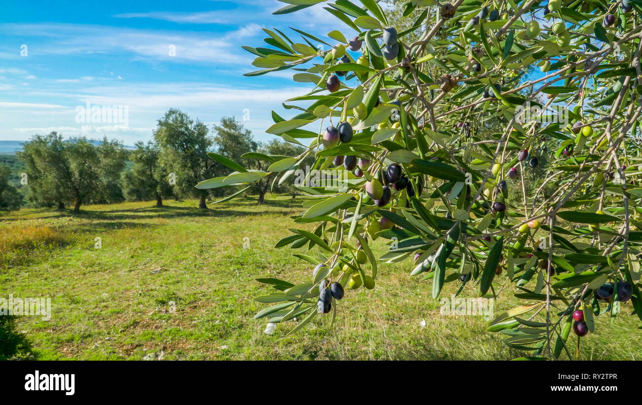 Purple Olives From Italy