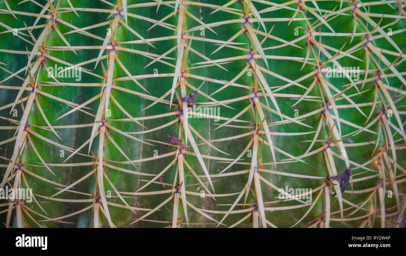 Closer look of the spikes from the green succulent. In botany succulent ...