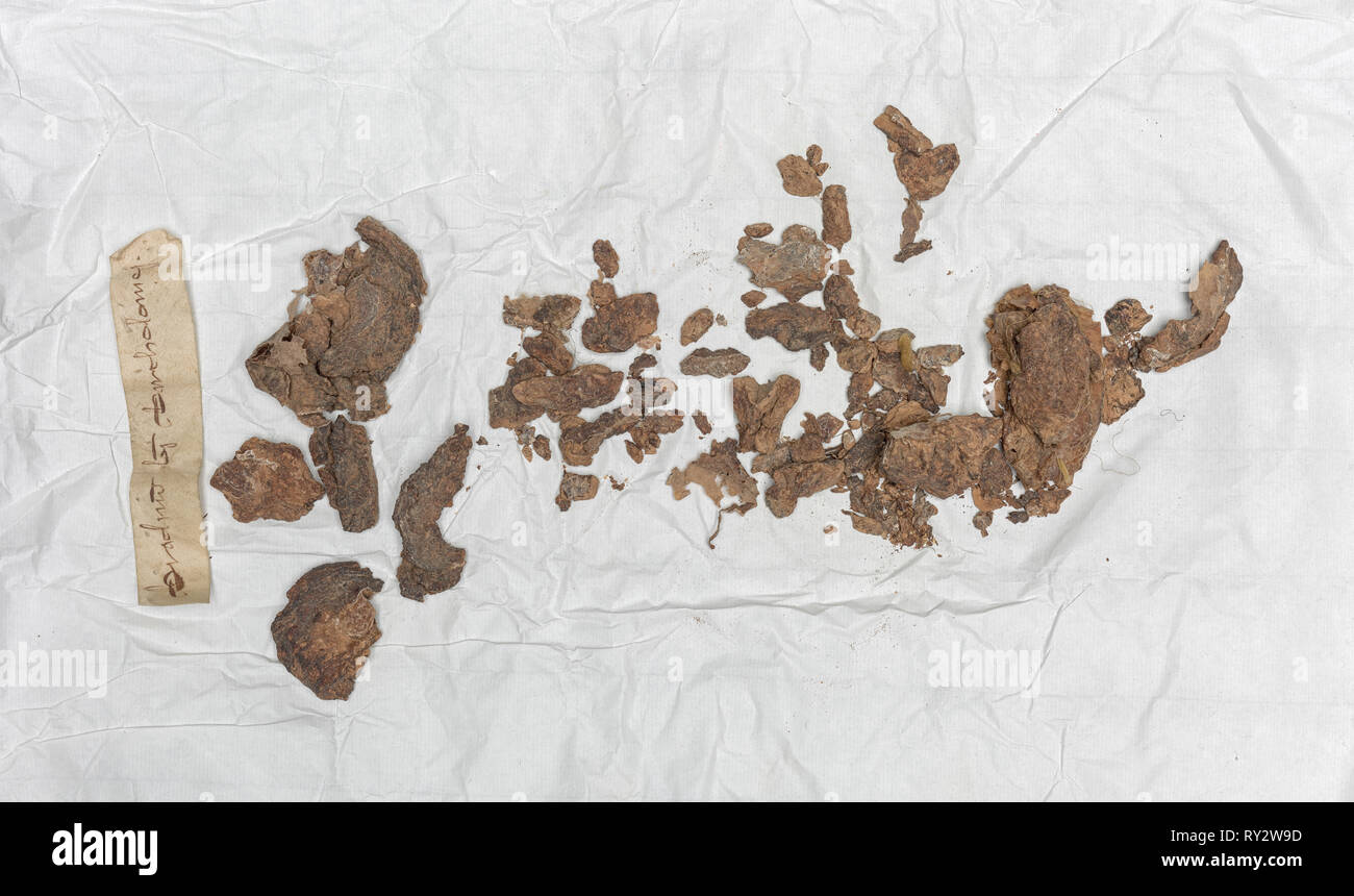 Mummified flesh tissue hi-res stock photography and images - Alamy