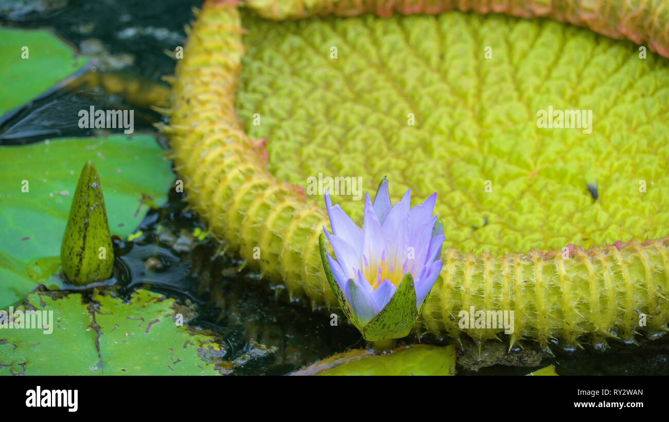 A purple flower beside the big green lily pad of Victoria cruziana water lily inside the pond in ...