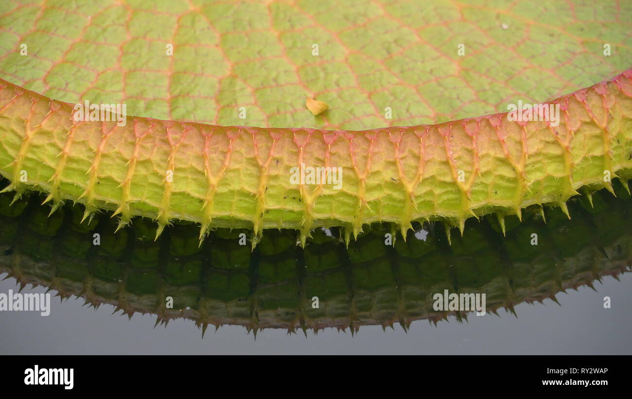Victoria lily pad hi-res stock photography and images - Alamy
