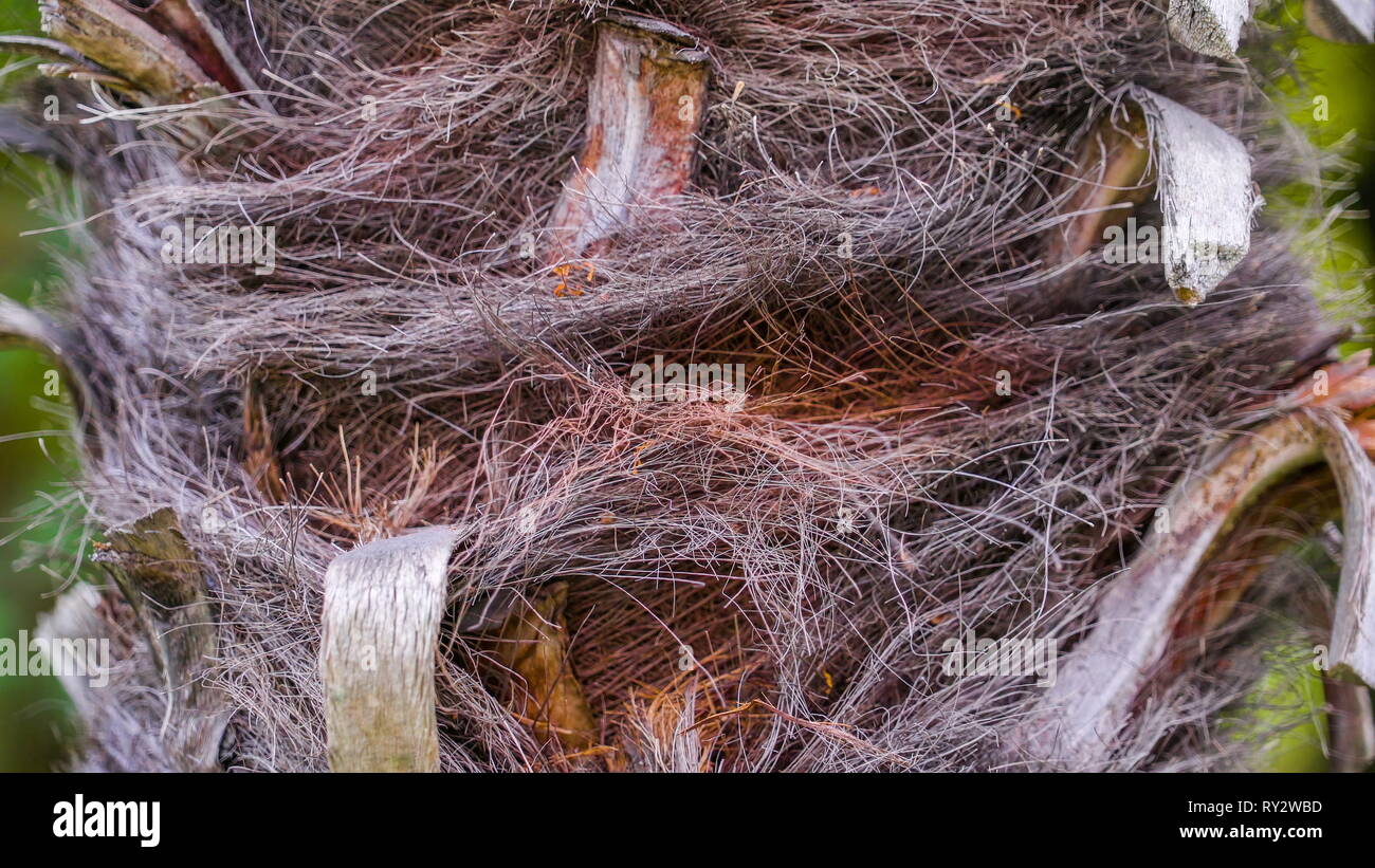 The feathery trunk of the Arecaceae tree or also known as the palm tree ...