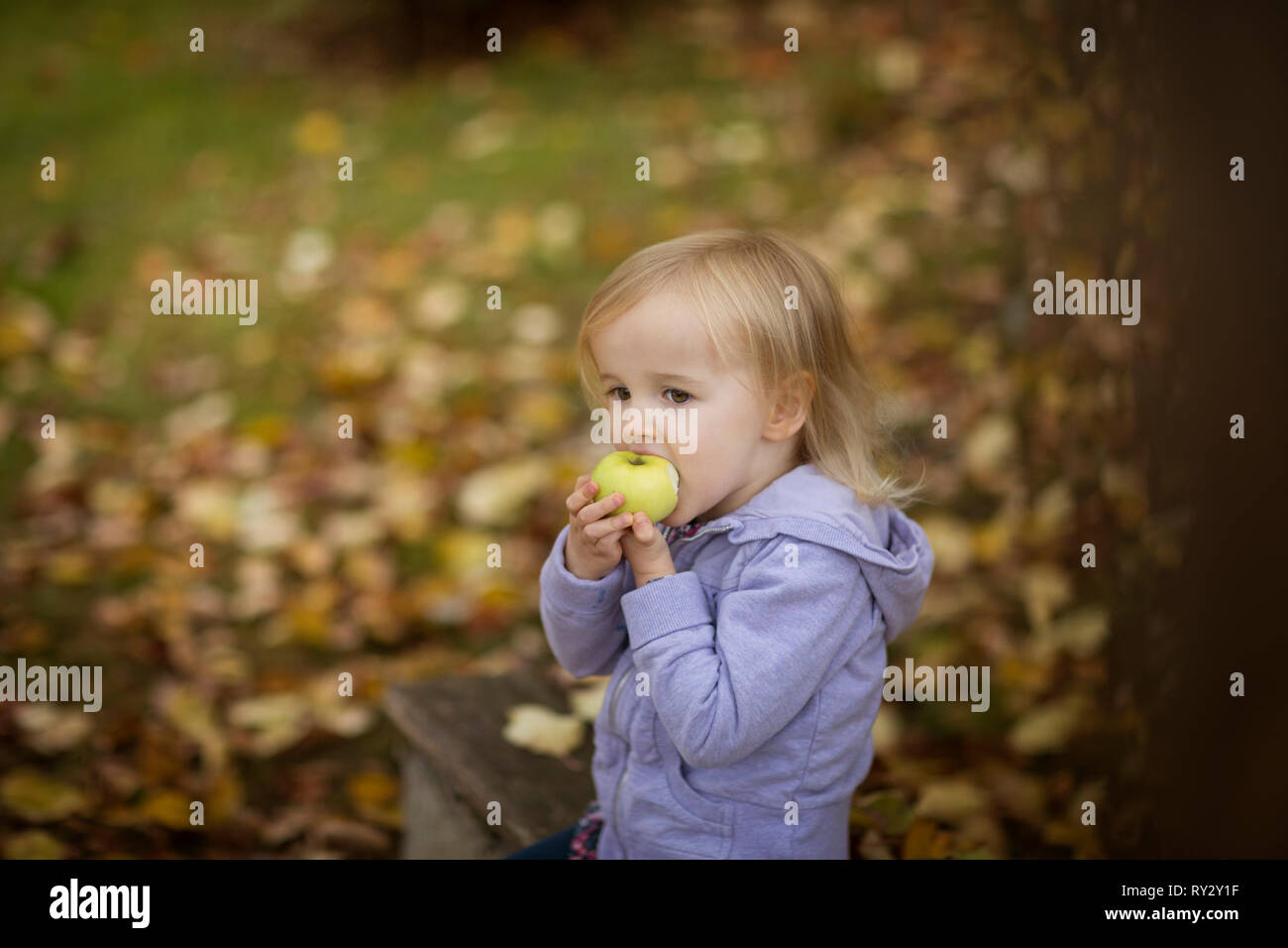 Small child eating an apple outdoors in Autumn Stock Photo - Alamy