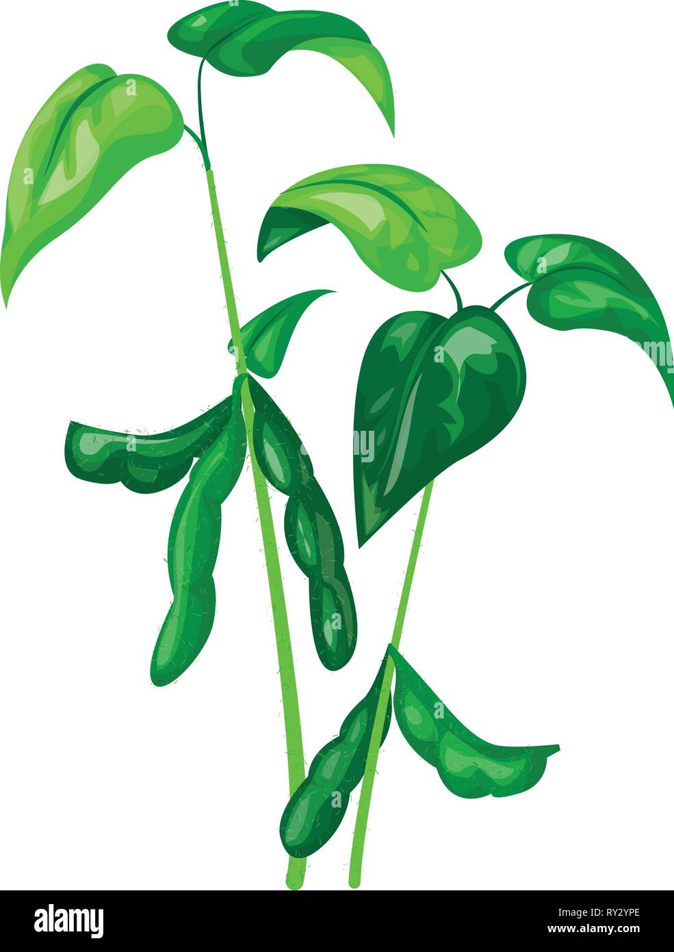 Soya plant icon. Cartoon of soya plant vector icon for web design ...