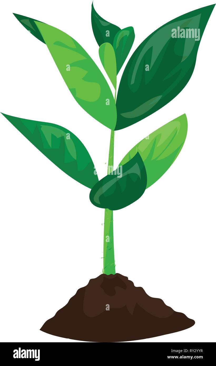 Soybeans Plant Vector