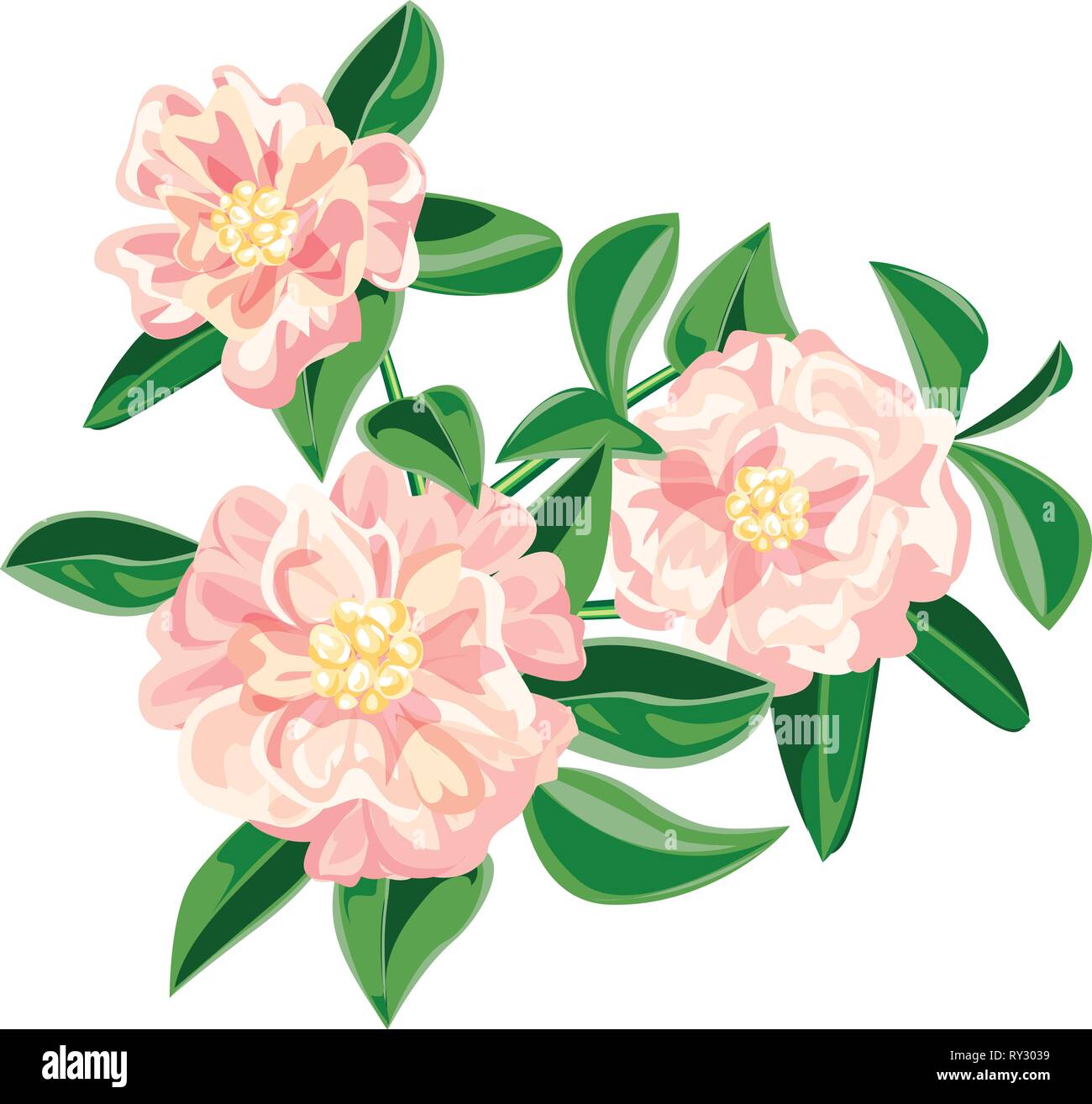 Camellia Vector