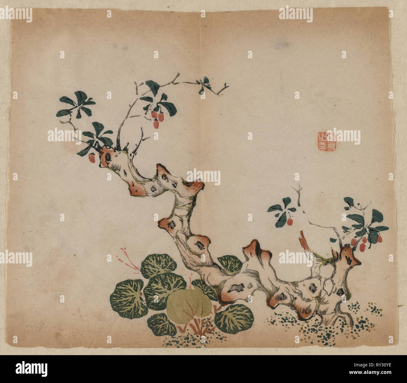 Branching stump hi-res stock photography and images - Alamy