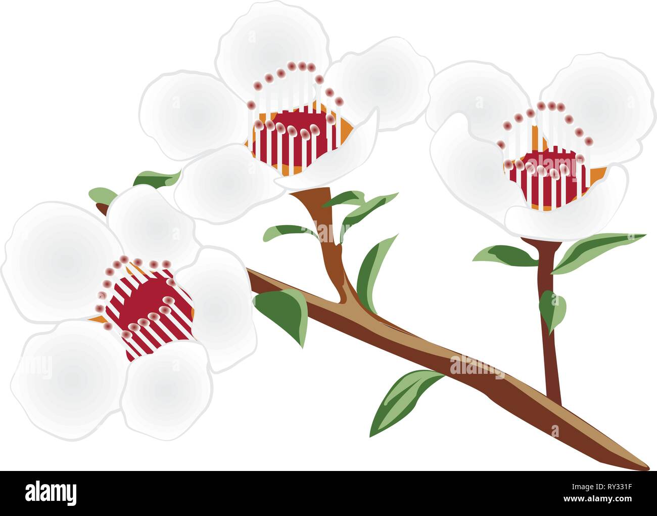 Manuka Tree Stock Vector Images - Alamy