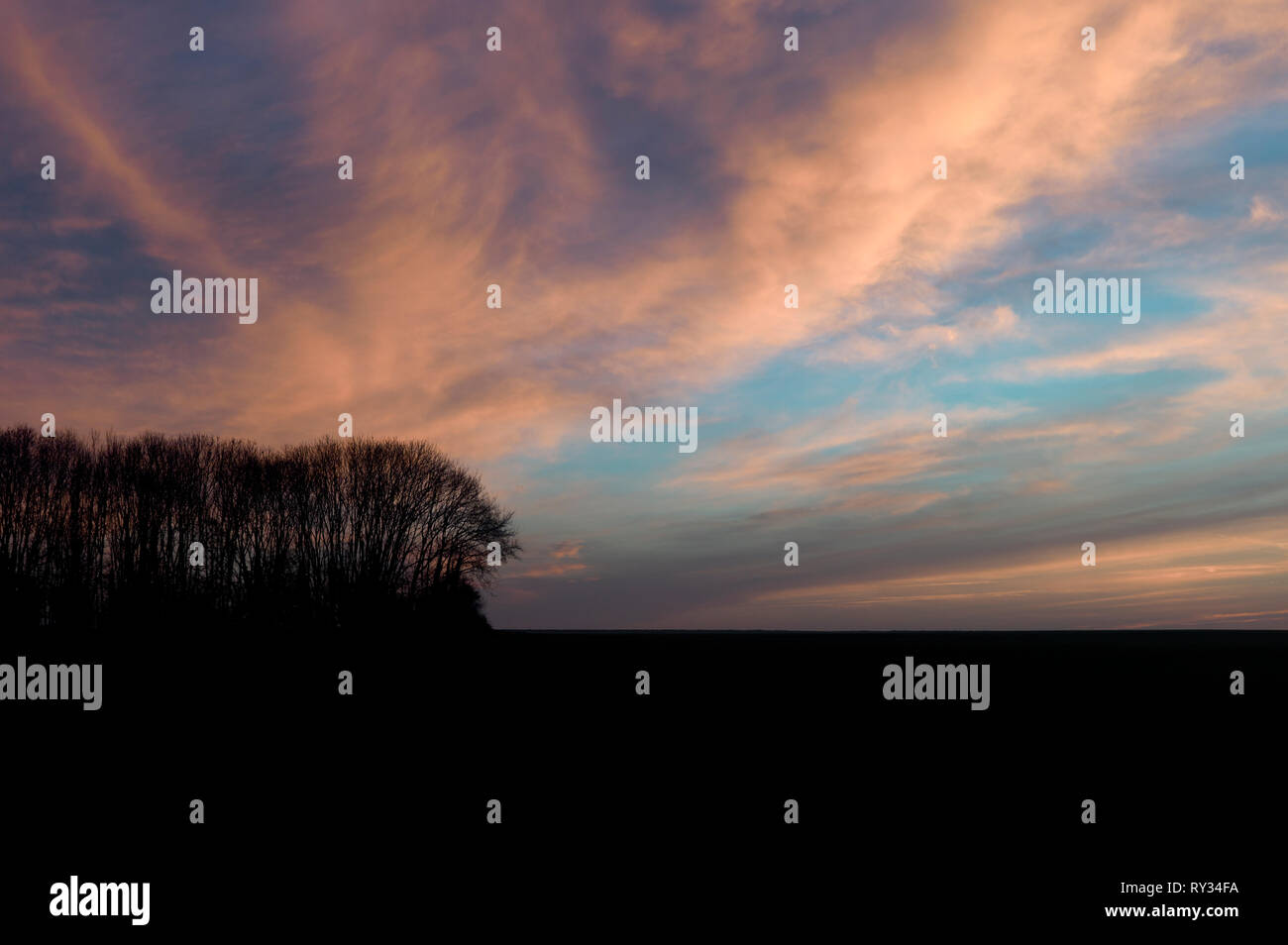 Copse trees woods hi-res stock photography and images - Alamy