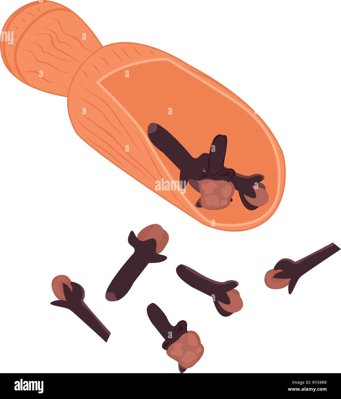 Cloves vector illustration on a white background Stock Vector Image ...