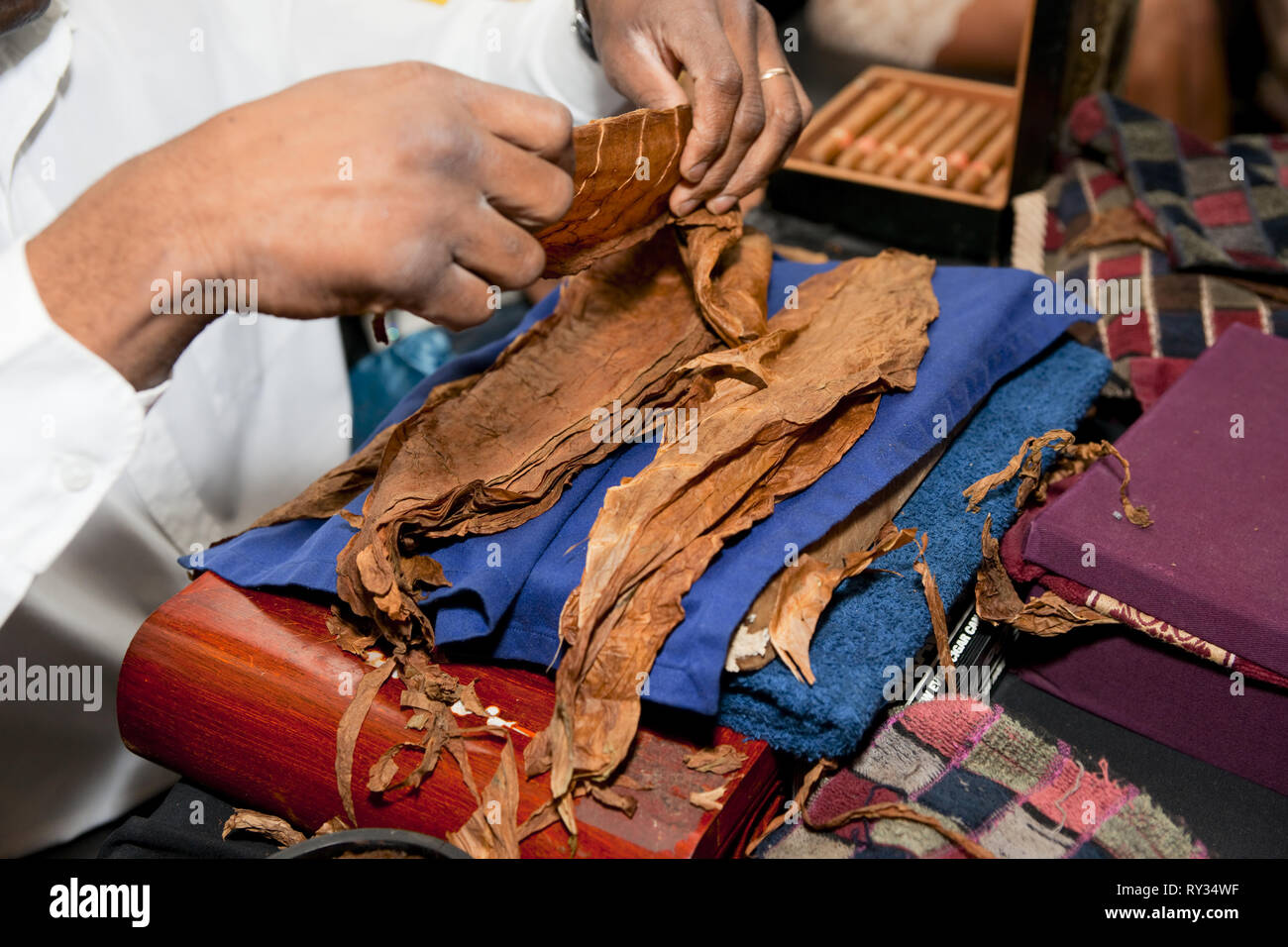 Cuban cigar making hi-res stock photography and images - Alamy