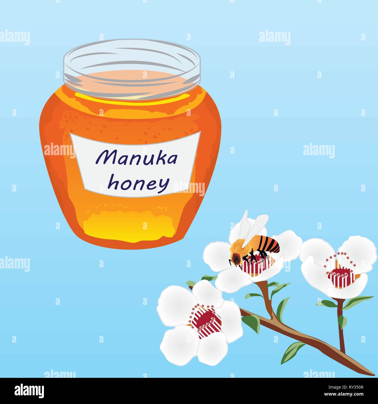 Manuka honey and A brunch of manuka blooming and a bee vector ...