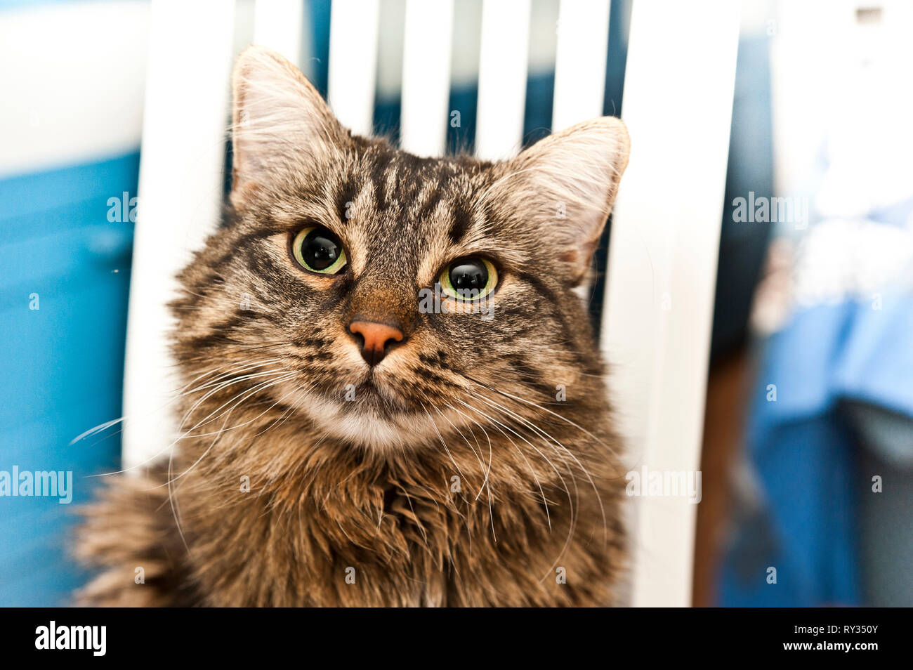 domestic crossbreed Maine Coon and Tabby cat sitting on a chair Stock ...
