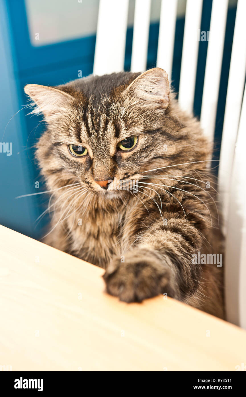 domestic crossbreed Maine Coon and Tabby cat sitting on a chair Stock ...