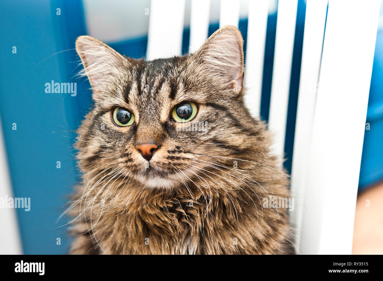 domestic crossbreed Maine Coon and Tabby cat sitting on a chair Stock ...
