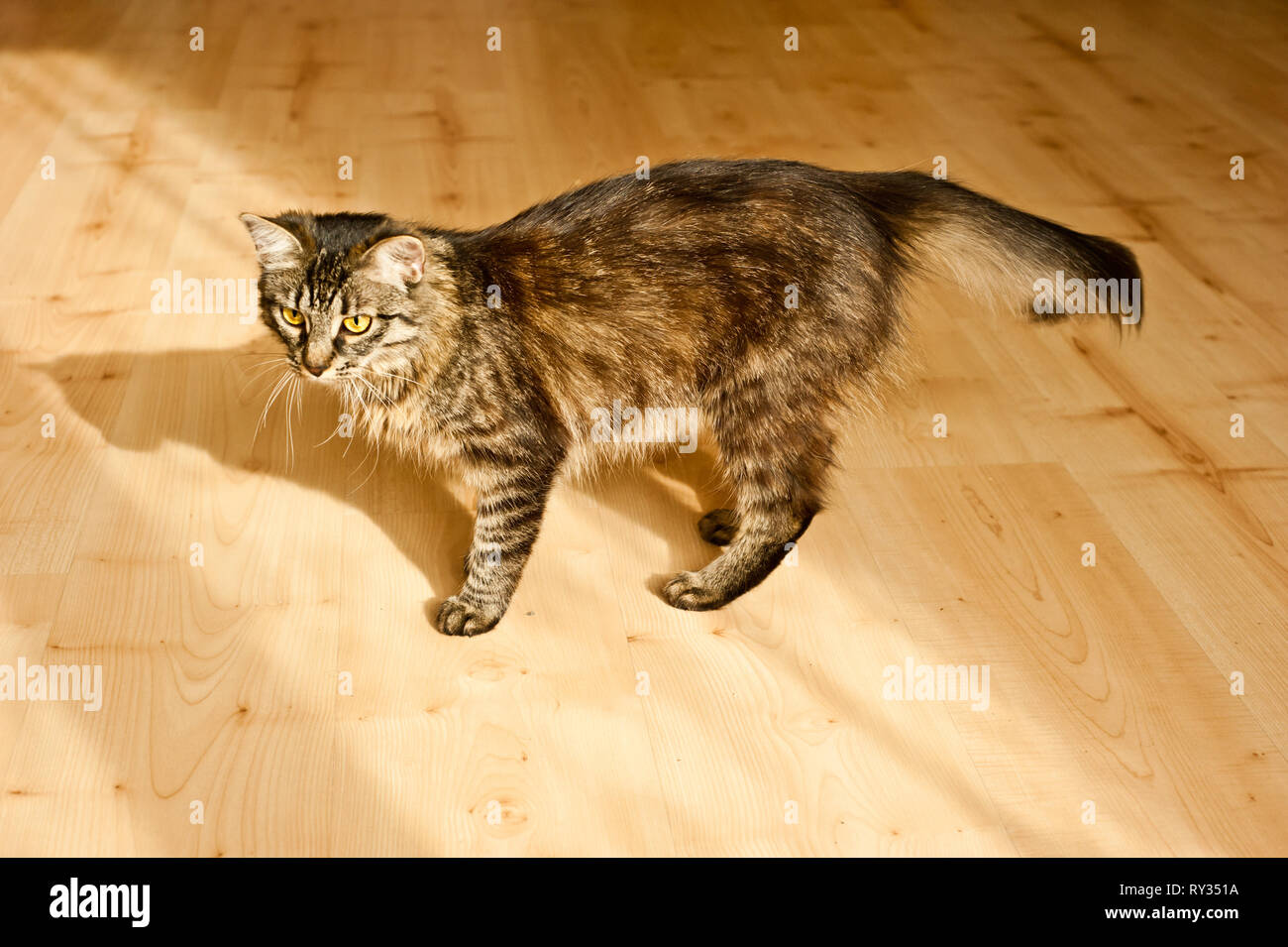crossbreed cat standing indoor Stock Photo - Alamy
