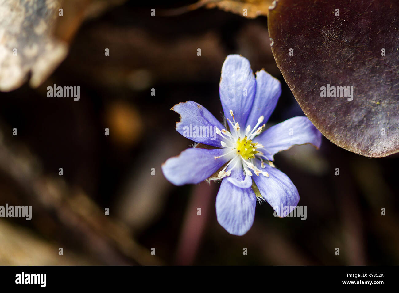 Sunburnt blue violets in the forest. Blue spring wildflowers liverwort ...