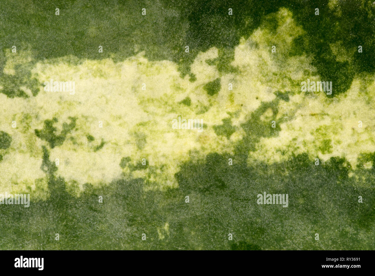 Watermelon skin shot with prime macro lens, XXXL size Stock Photo - Alamy