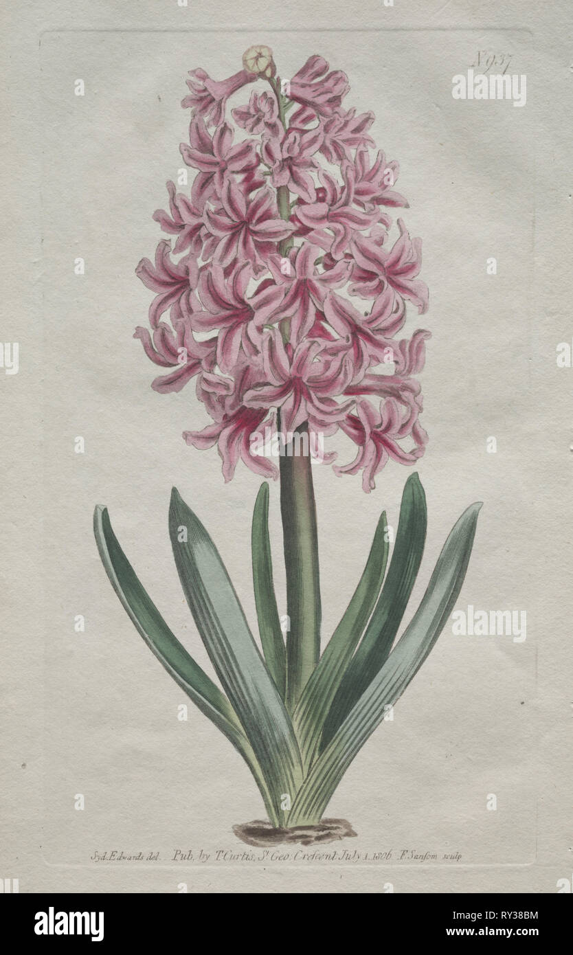 The Botanical Magazine or Flower Garden Displayed: Garden Hyacinth ...