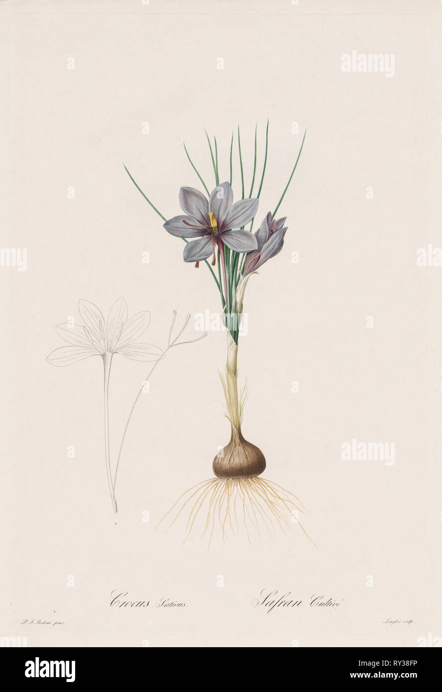 Les Liliacées: Crocus Sativus, 1802-1816. Henry Joseph Redouté (French ...